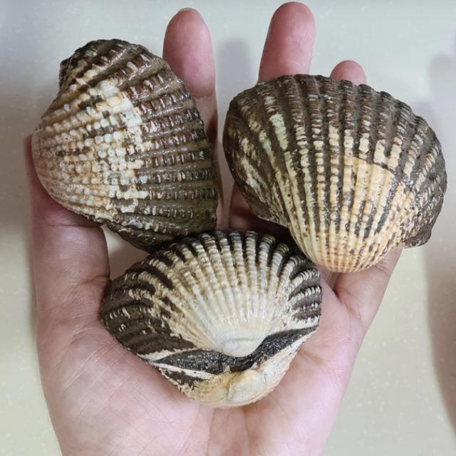 Shell Image Dataset Object Detection Dataset and Pre-Trained Model by Brenda