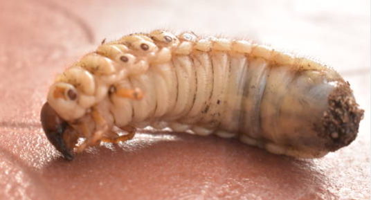 Annotation and labelling - Roboflow Universe