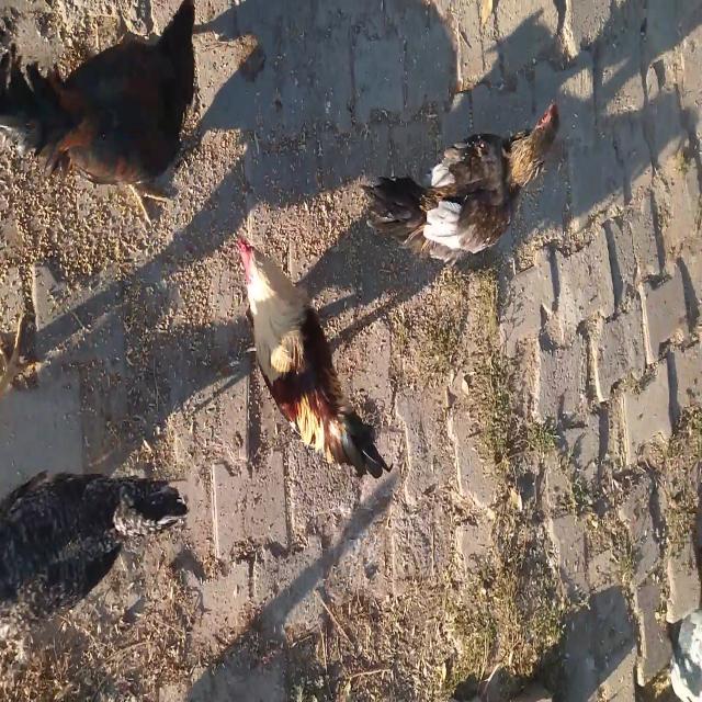 Hens Object Detection Object Detection Model By Deep Learning