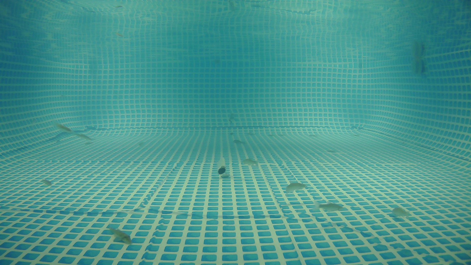 final_learning2 Object Detection Dataset by Fish