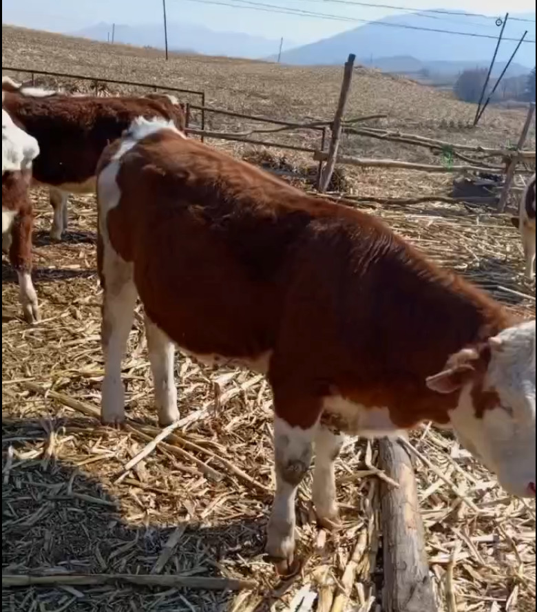 cow_yolov8 Object Detection Dataset by Zyb workspace