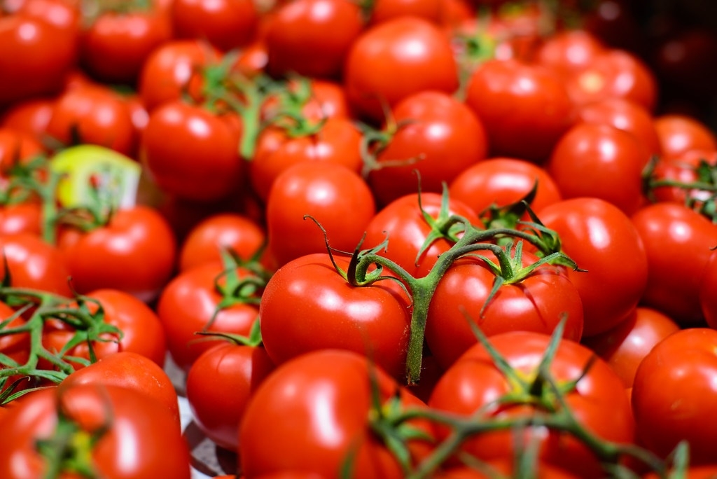 Tomato Ripeness Object Detection Dataset and Pre-Trained Model by object classification