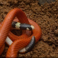 Snake Face Detection Object Detection Dataset and Pre-Trained Model by Object Detection