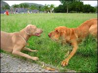 god (god-ql5bu) - Roboflow Universe