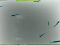 CYC AI - Roboflow Universe