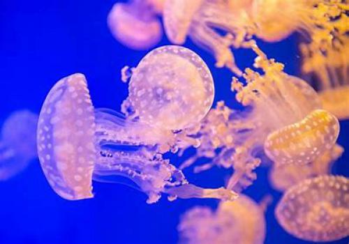 val Object Detection Dataset by 1