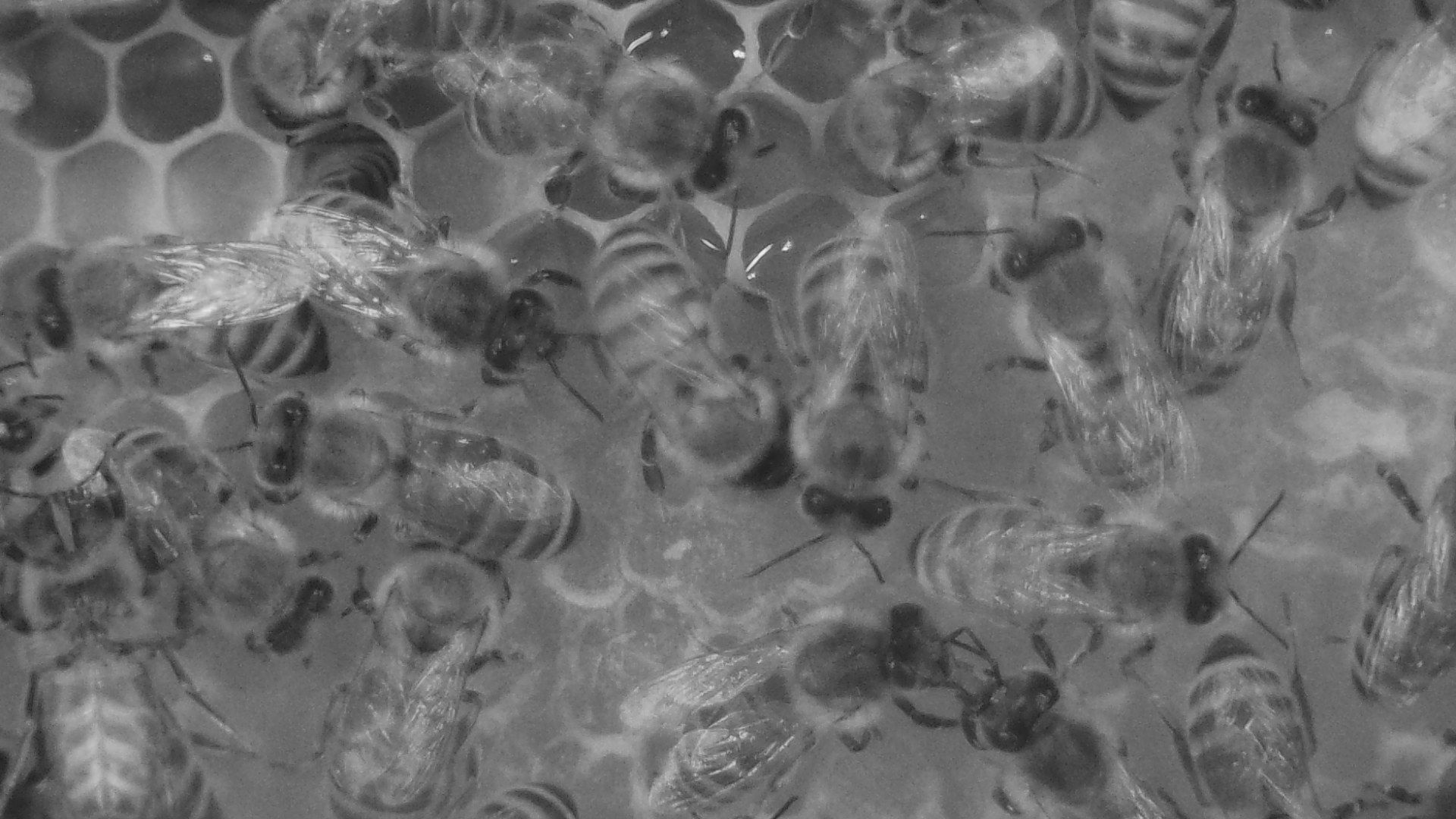 bee label Object Detection Dataset by Sena