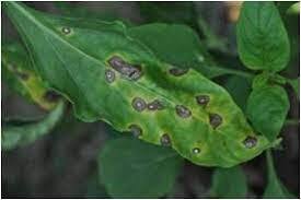 Pepper Object Detection Dataset by Free