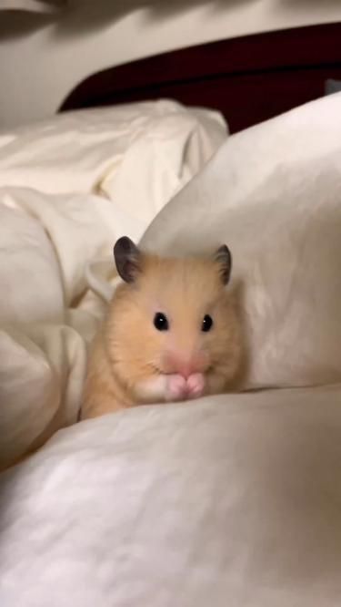 Hamster Detection Object Detection Model by anastasia