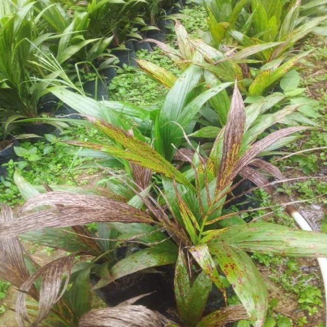 Palm Oil Disease Detection Classification Dataset By Rendy