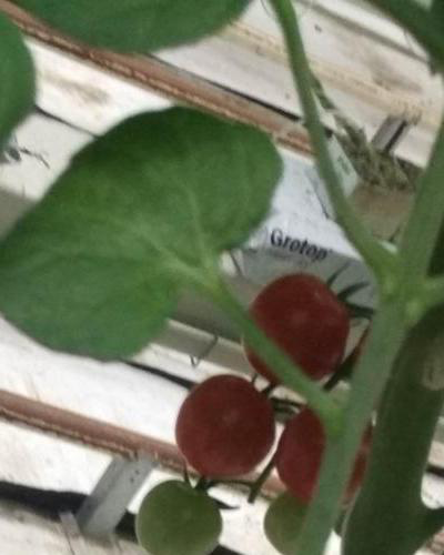 Vegetables Object Detection Dataset And Pre Trained Model By Denismaestrox