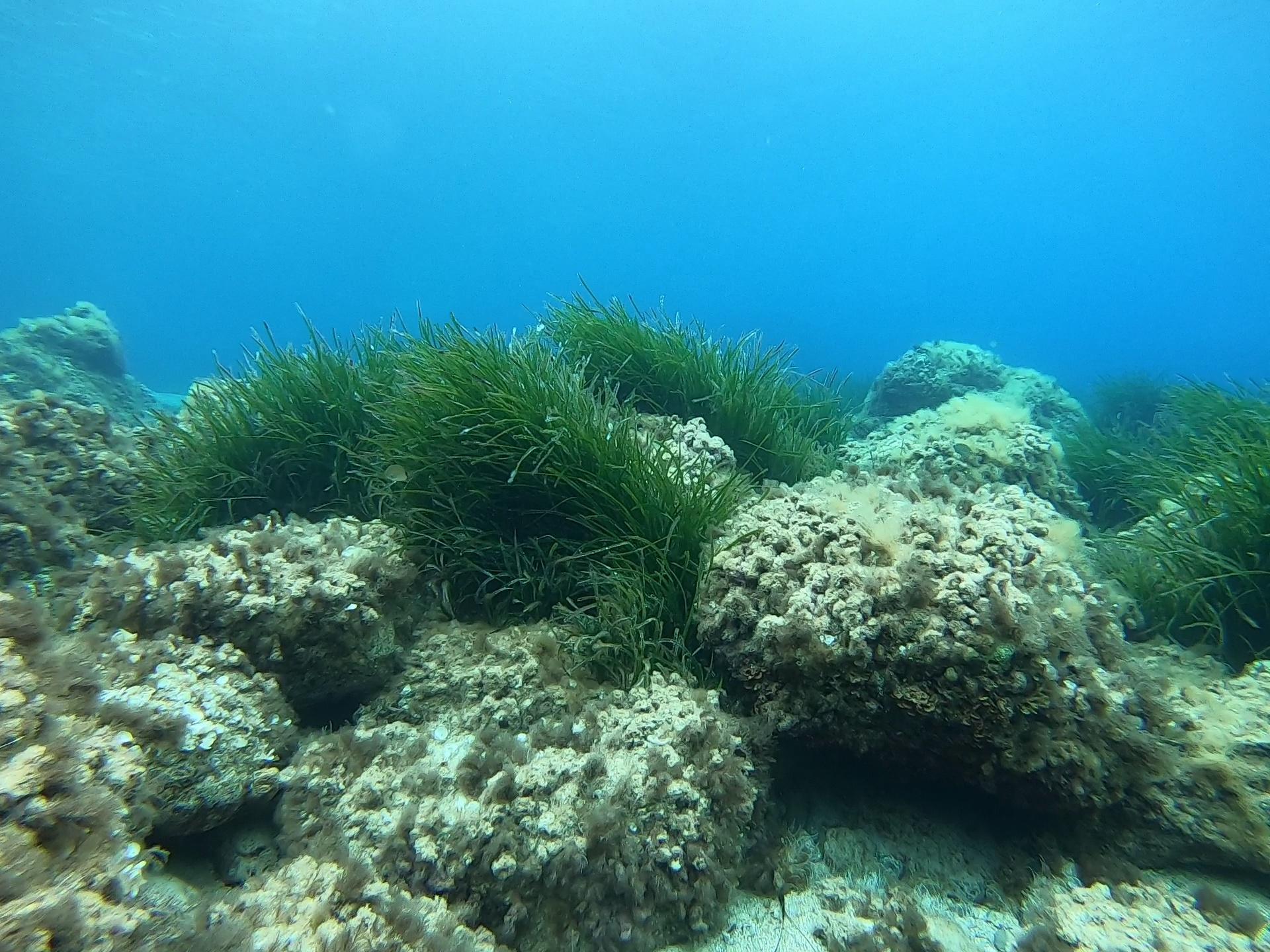 train_all_sp Object Detection Dataset by FASTER