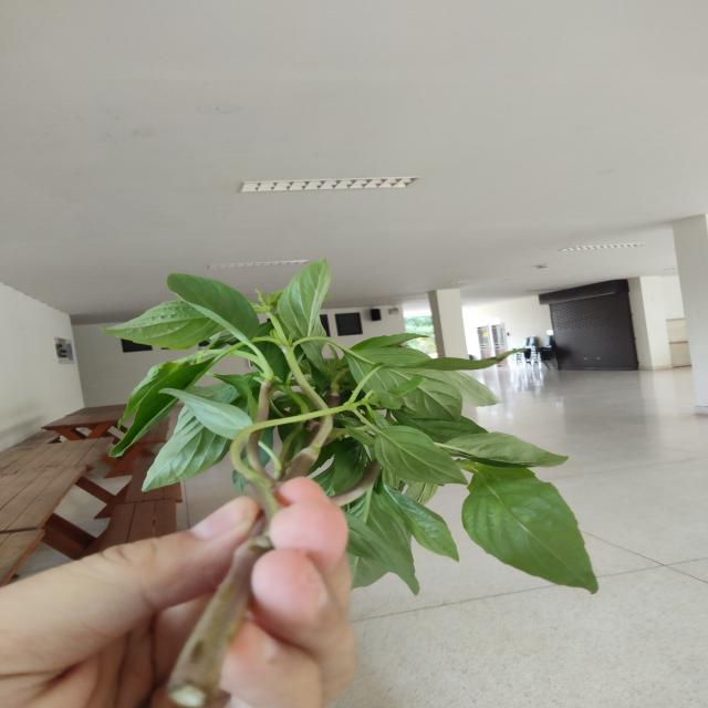 basil Object Detection Model by chickenduck