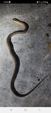 thai snake Object Detection Dataset by wave