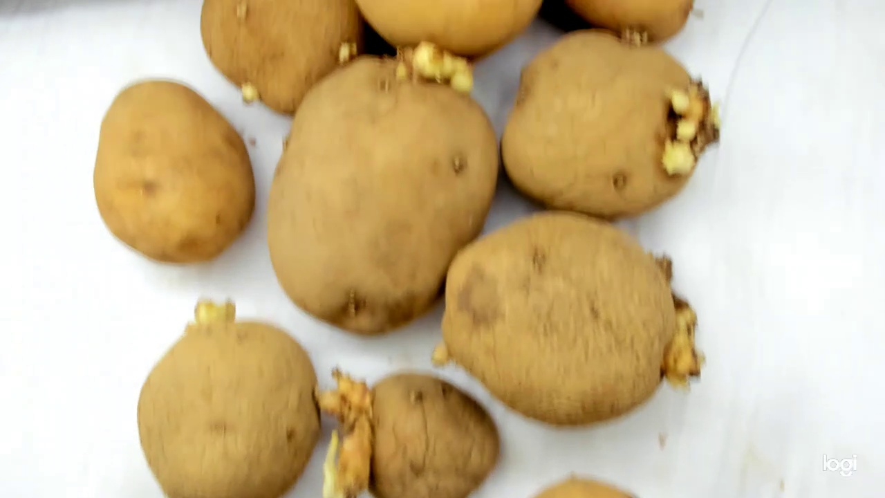 Train merged Instance Segmentation Dataset by Sprout Potato