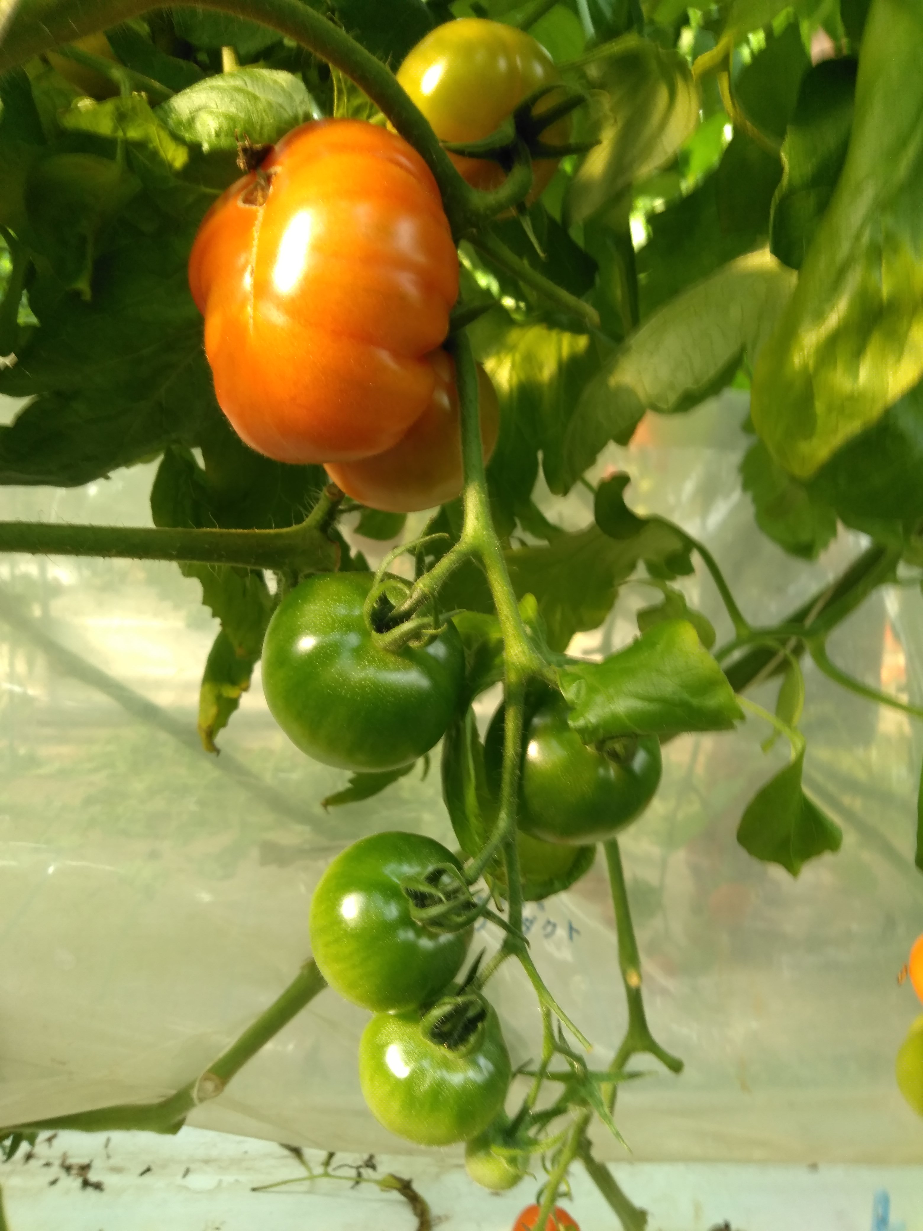 Cherry Tomato Detection Object Detection Dataset by FYP