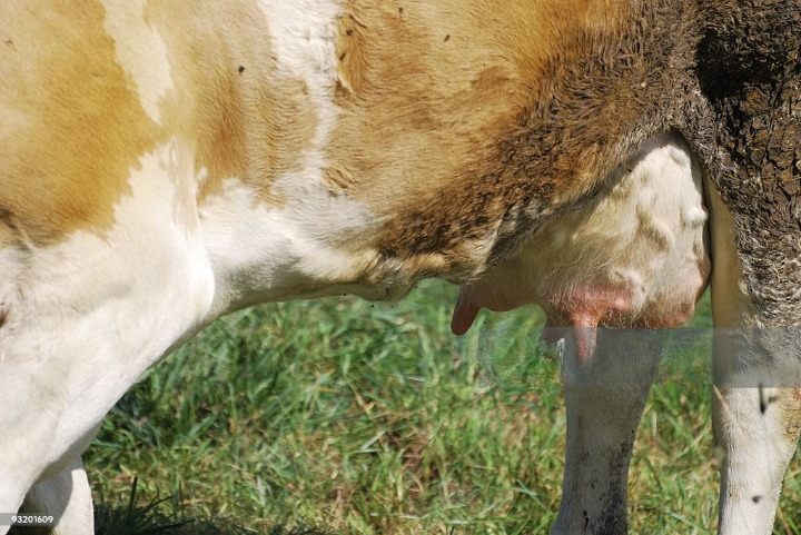 Milk Instance Segmentation Model by Yield