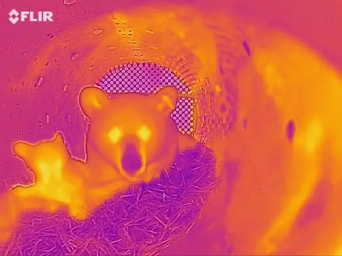 thermo_camera_low Object Detection Dataset and Pre-Trained Model by ...
