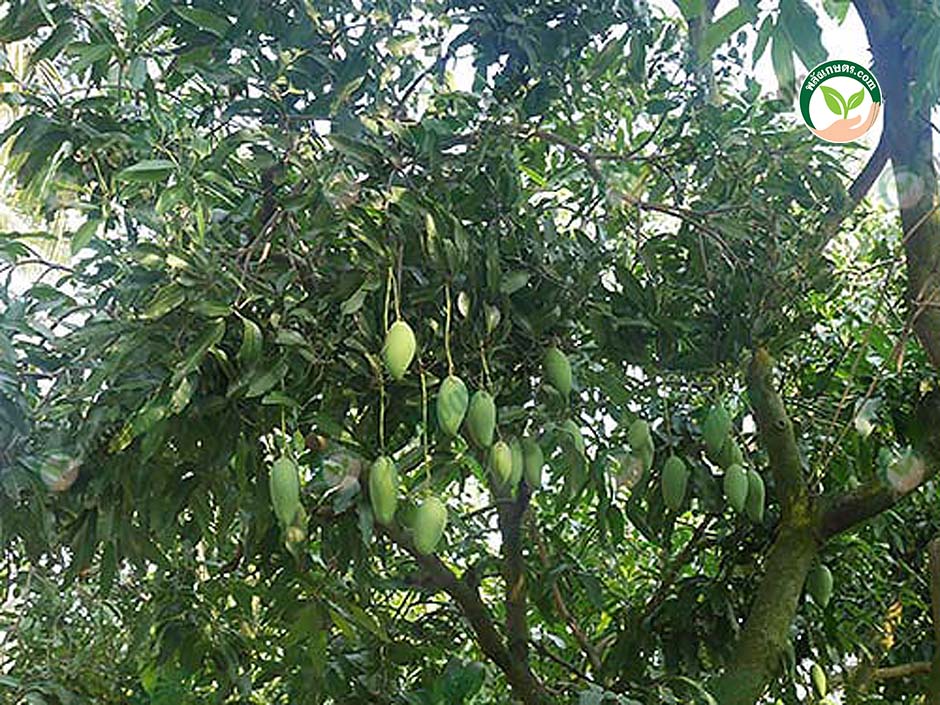 Mango Object Detection Dataset by Whan