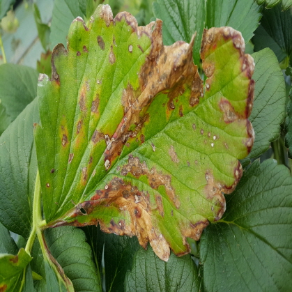 Deep Learning (deep-learning-p0ils) - Roboflow Universe