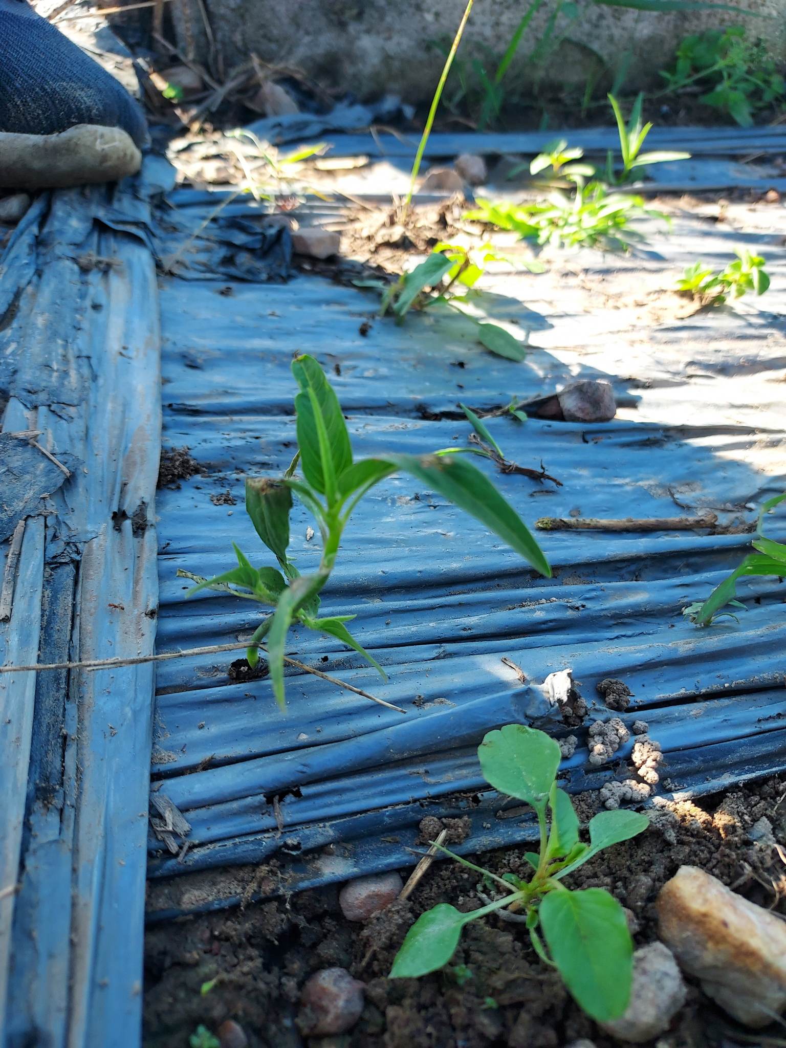 weed Object Detection Dataset by Alone wolf