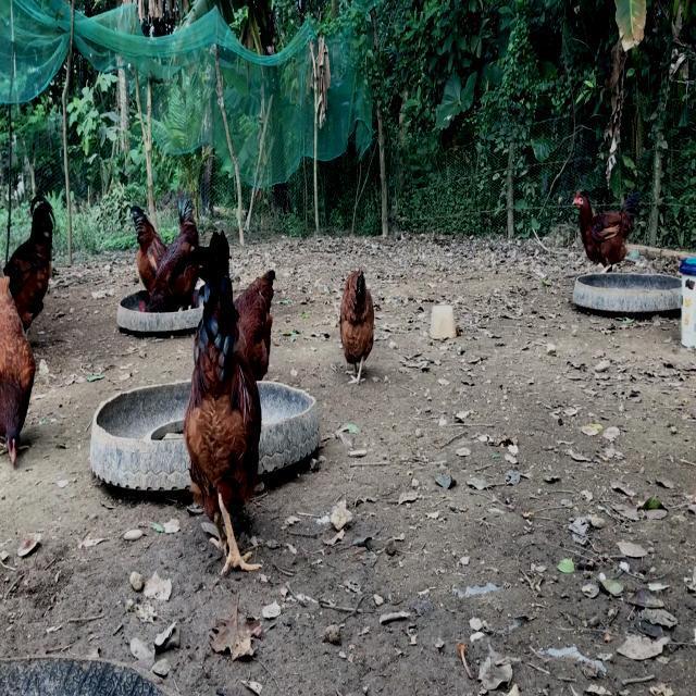 Animal_detection_dataset Object Detection Model by dani