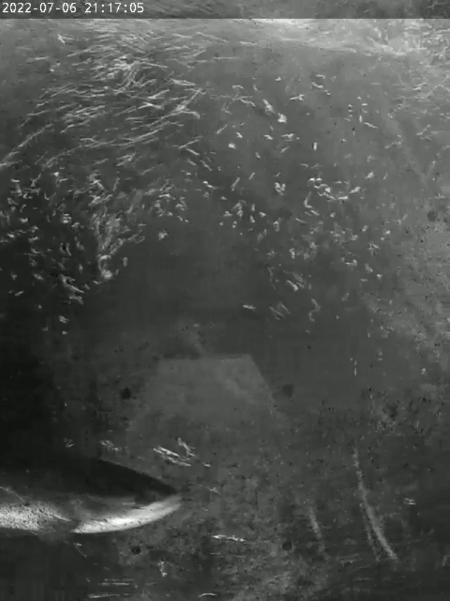 Faughan Rebalancing Extra 2022 Object Detection Dataset By Nis Reddy