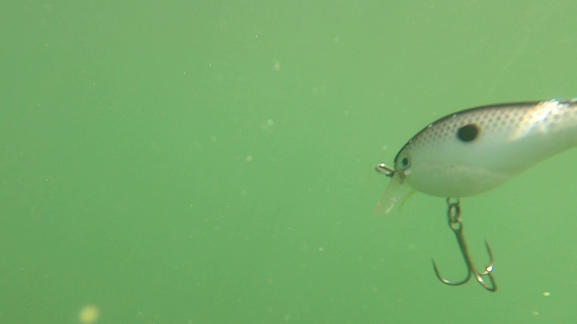 How to Use the Fish Lures Object Detection API