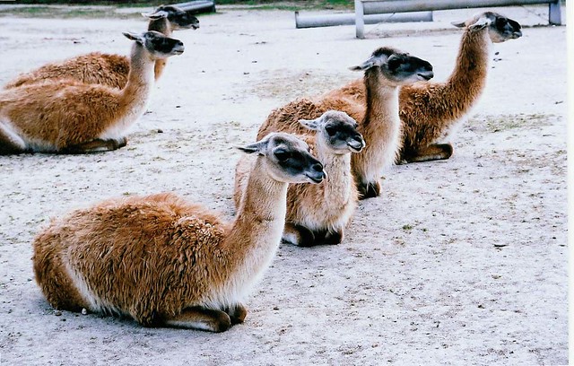 Alpaca-Detection Object Detection Dataset by First Project