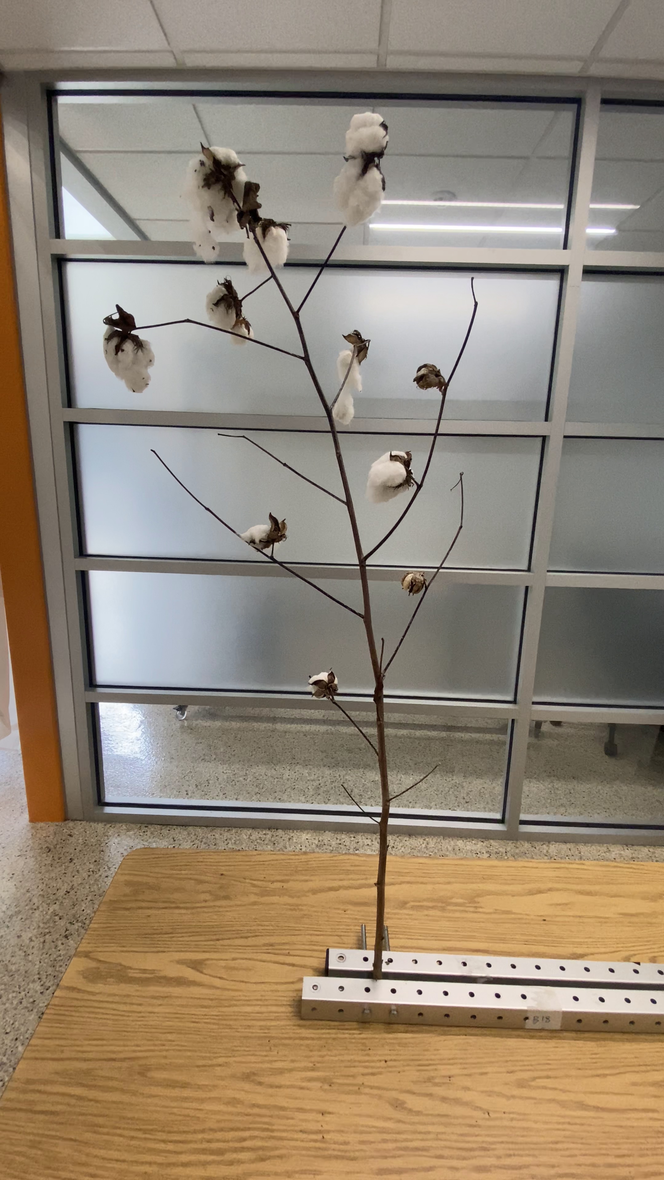 cotton-saga-yolov8 Instance Segmentation Dataset by YOLOv8