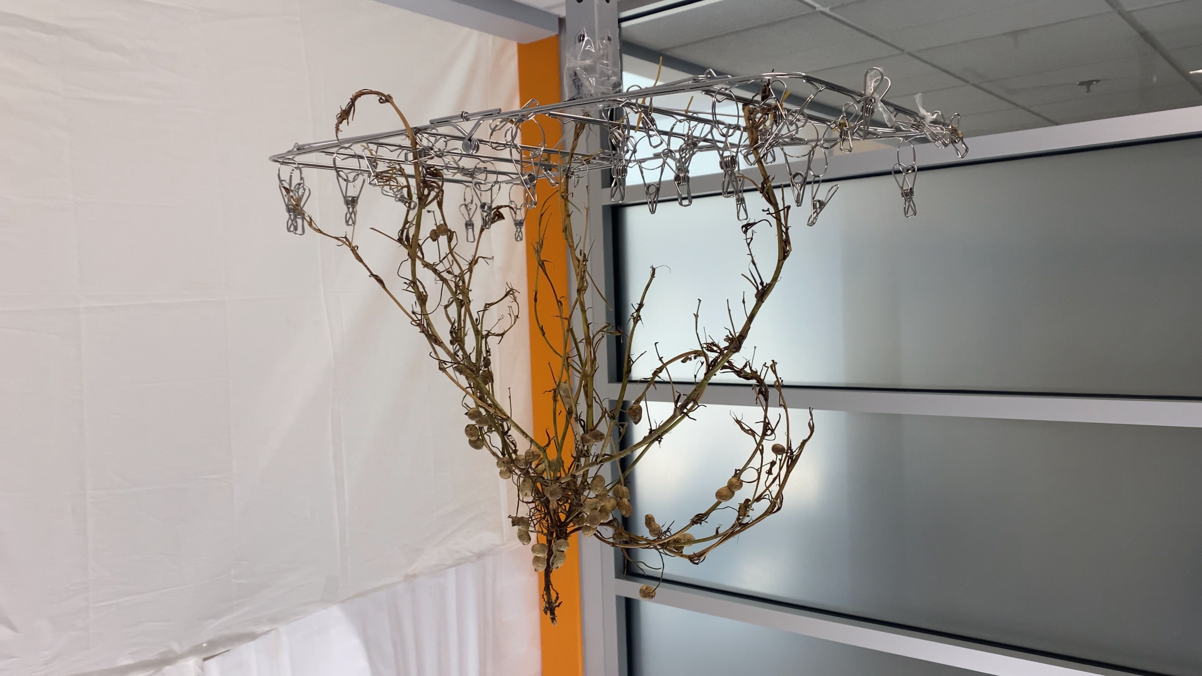 peanut-class3 Instance Segmentation Dataset and Pre-Trained Model by YOLOv8