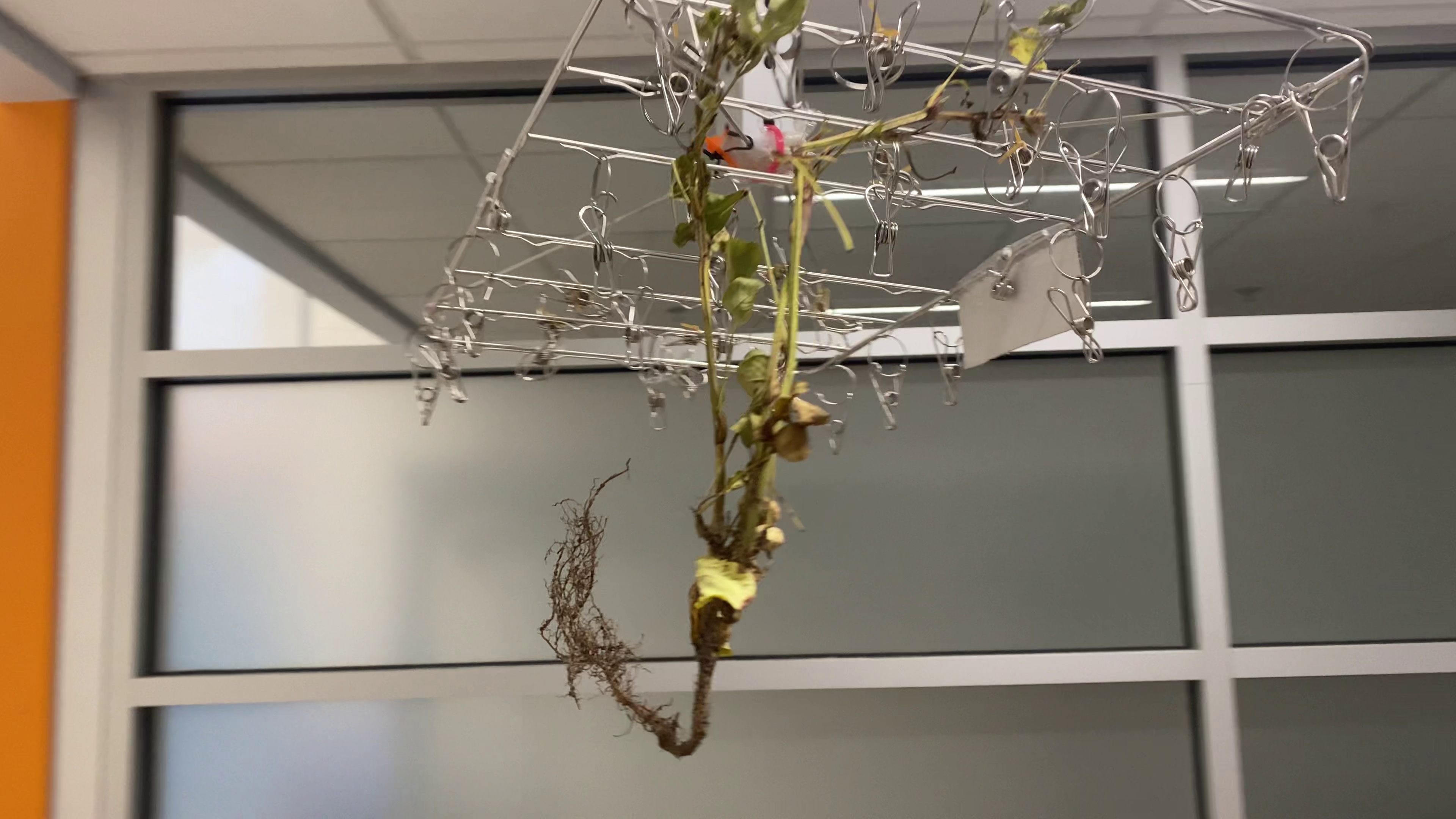 peanut2024-leaf Instance Segmentation Dataset by YOLOv8