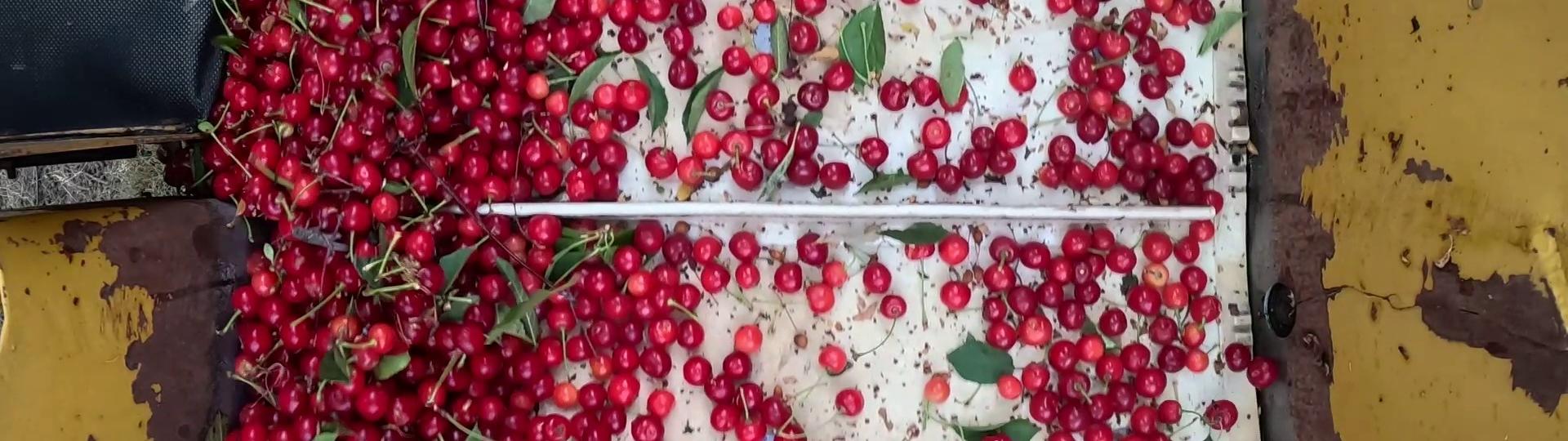 Cherry Harvest Dataset Object Detection Dataset By Usu