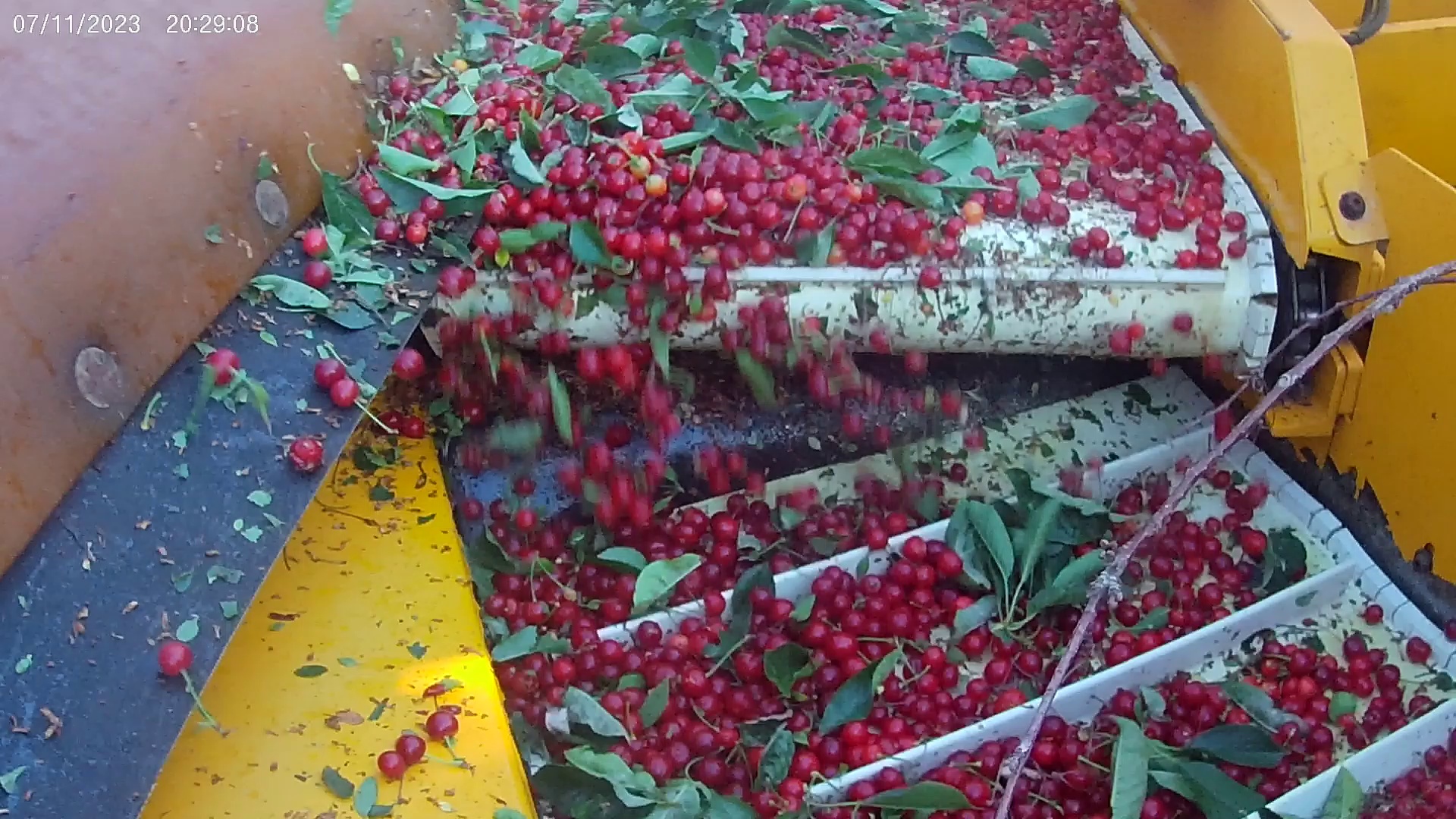 cherry_2_batch Object Detection Dataset by USU