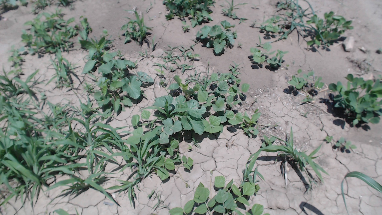 Weed Detection Object Detection Model by aa