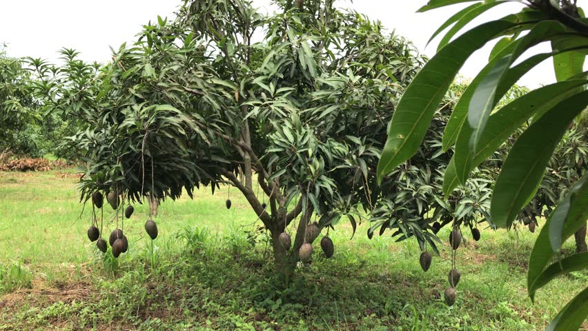 mango trees Object Detection Dataset and Pre-Trained Model by Sahil17