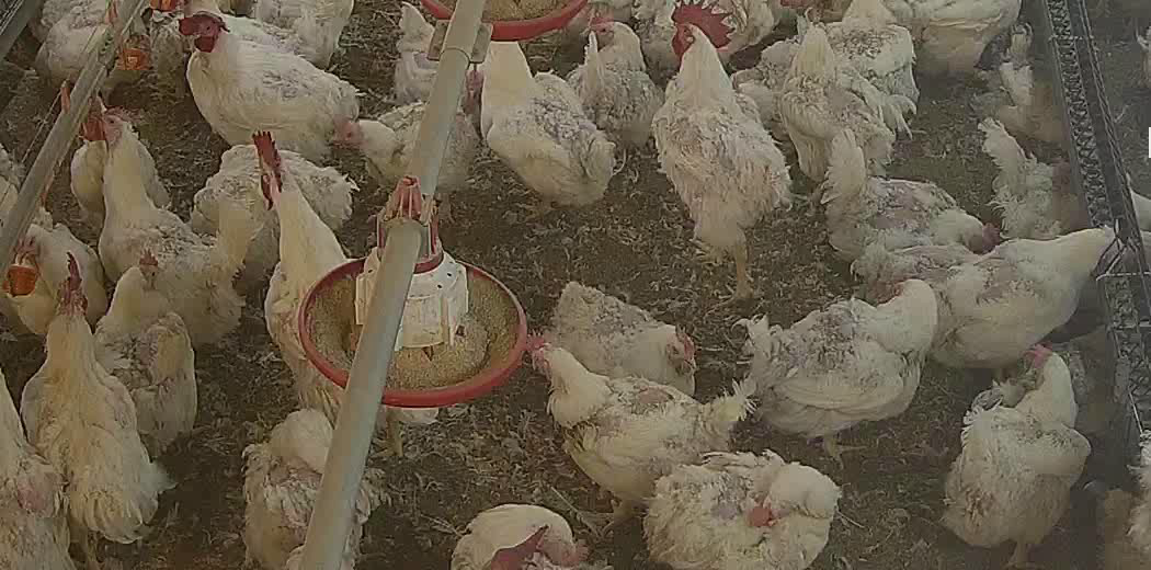 Chicken Segmentation Instance Segmentation Dataset And Pre Trained