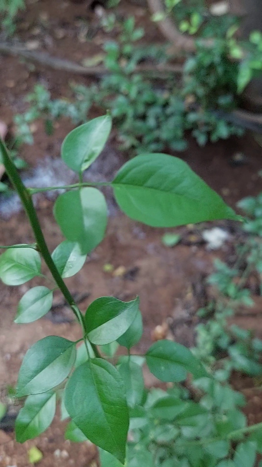 ST Object Detection Model by System Thinking