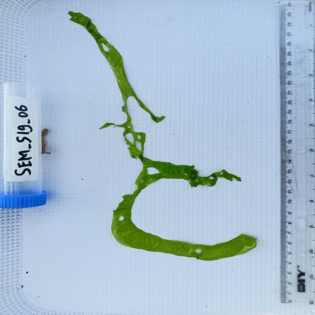 Algae Object Detection Dataset V1 2025 05 05 8 44pm By Harshil