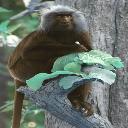 Monkey Species Object Detection Model by Bush