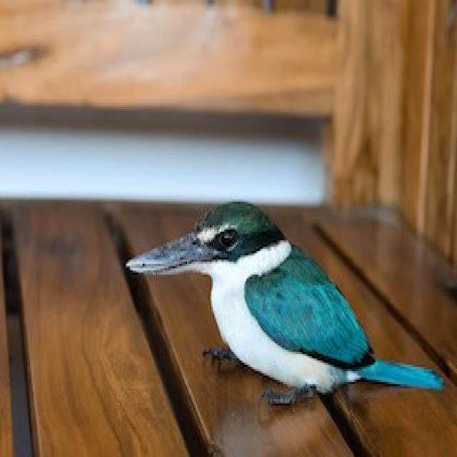 Bird Detection Object Detection Dataset And Pre Trained Model By Bird