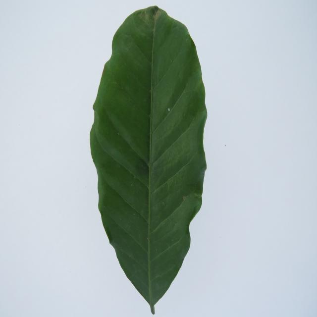 Hojas de cafe enfermedades Instance Segmentation Model by IA