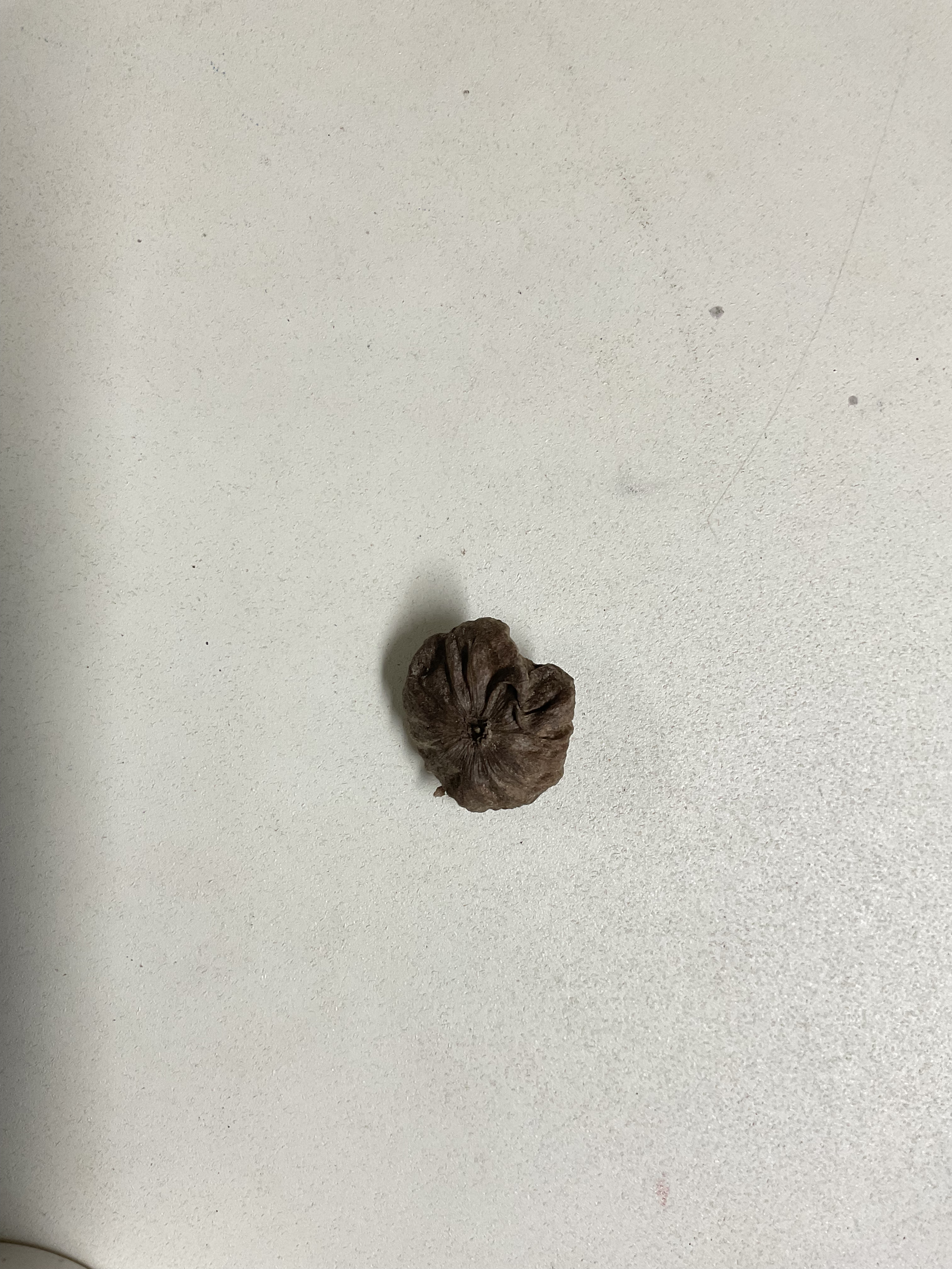 seed-tagger-seeds-detection-6evoi/1 Object Detection Dataset and Pre-Trained Model by chaninat