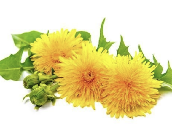 dandelion project Object Detection Dataset and Pre-Trained Model by project-mmzcy