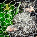 Fish Object Detection Dataset by Multimedia Processing Technique