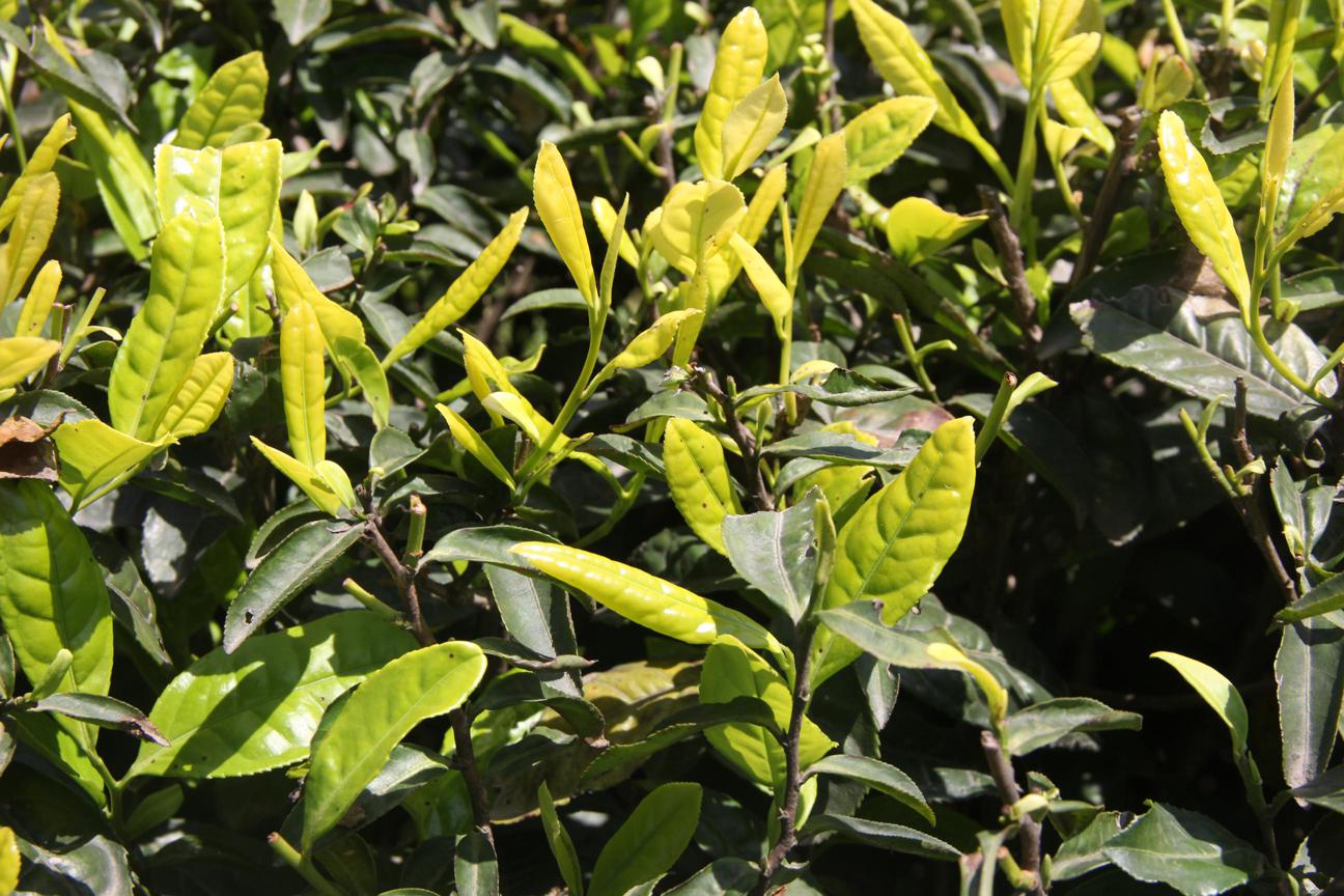 1000 Object Detection Dataset by abc go