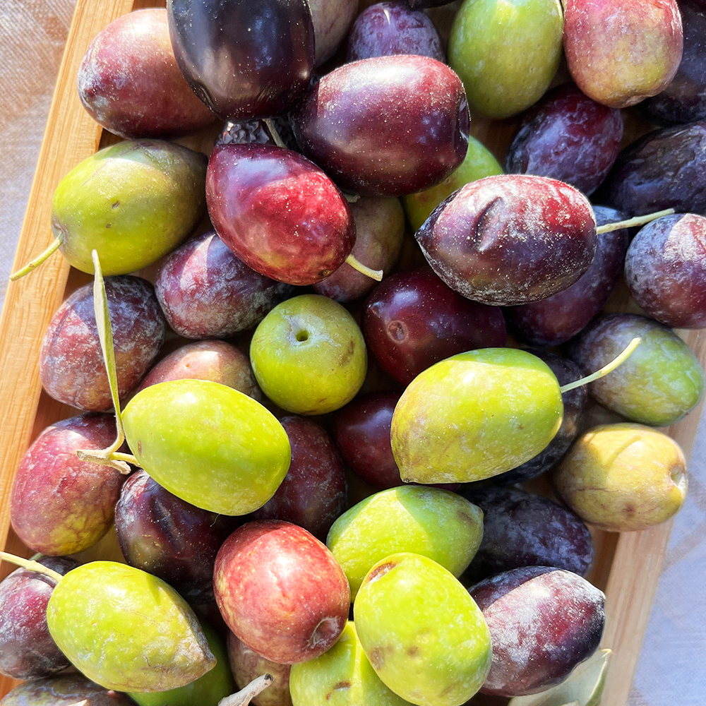 Olive Detection Object Detection Model By Olive Detectiom