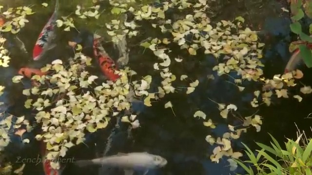 My Fish Project Object Detection Dataset by My Kokspace