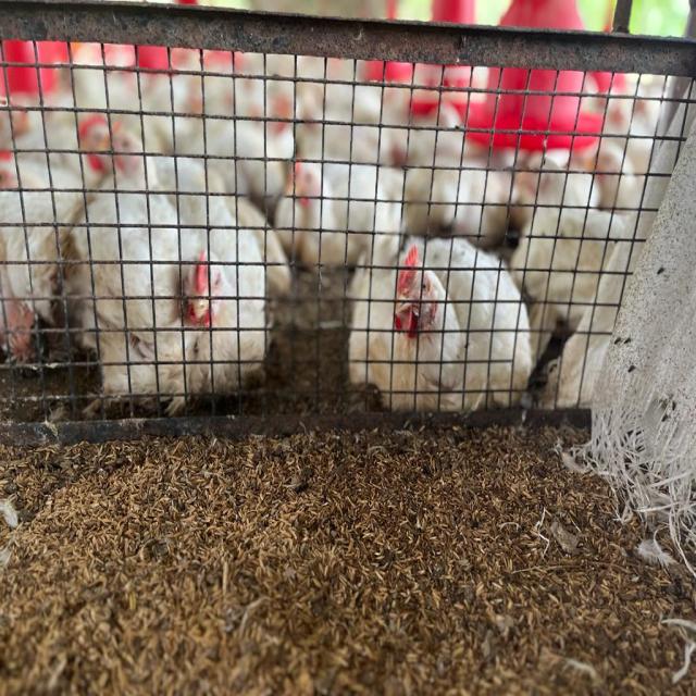 Poultry Farm Chicken Health Object Detection Dataset And Pre Trained
