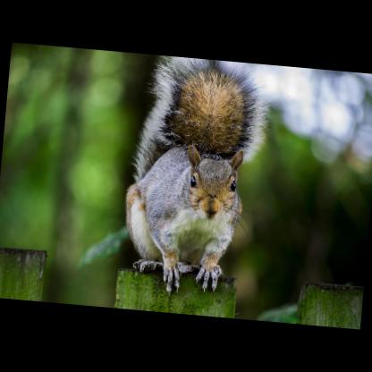 Squirrel Spotter Object Detection Model by Warren Wiens